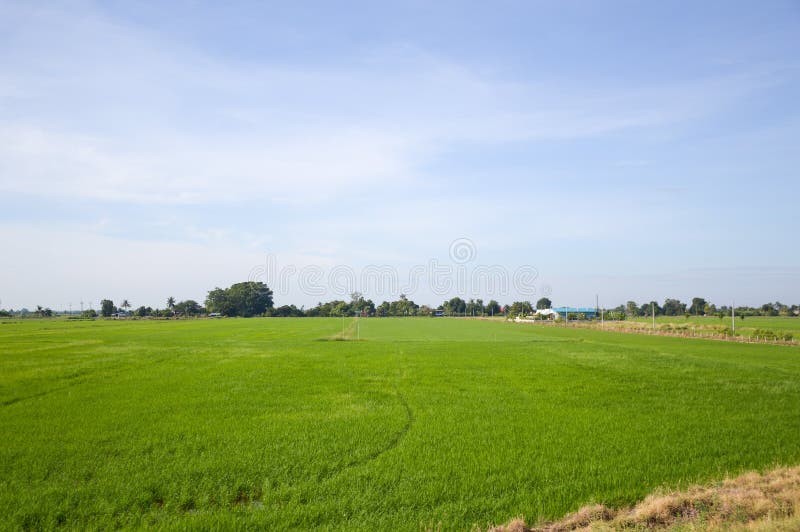 Green Rice Tree in Country , Chachoengsao , Thailand Stock Photo ...
