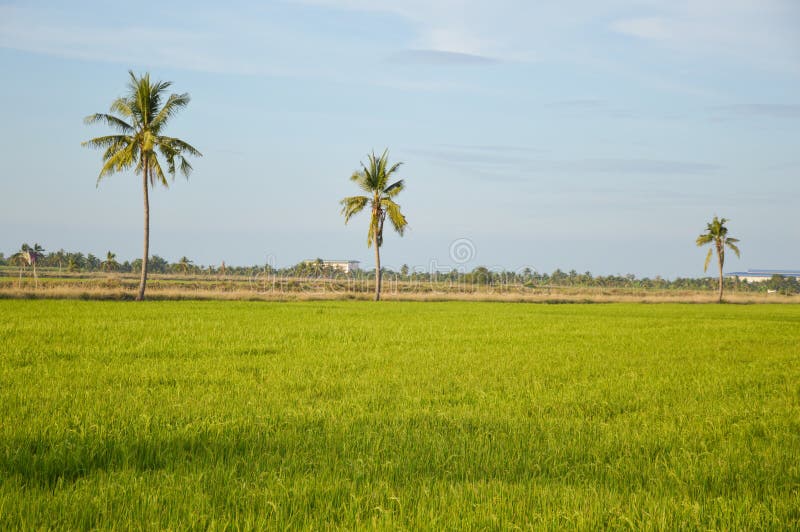 Green rice tree stock image. Image of outdoors, rice - 68774199