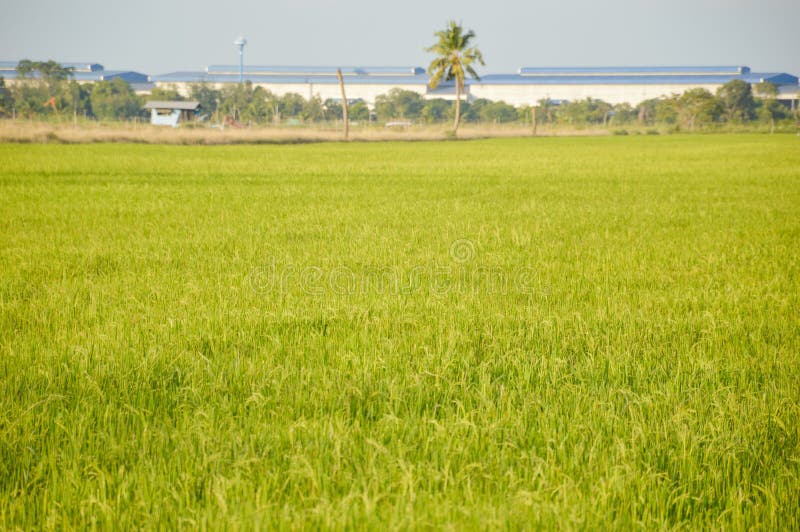 Green rice tree stock photo. Image of tree, growth, field - 78414972