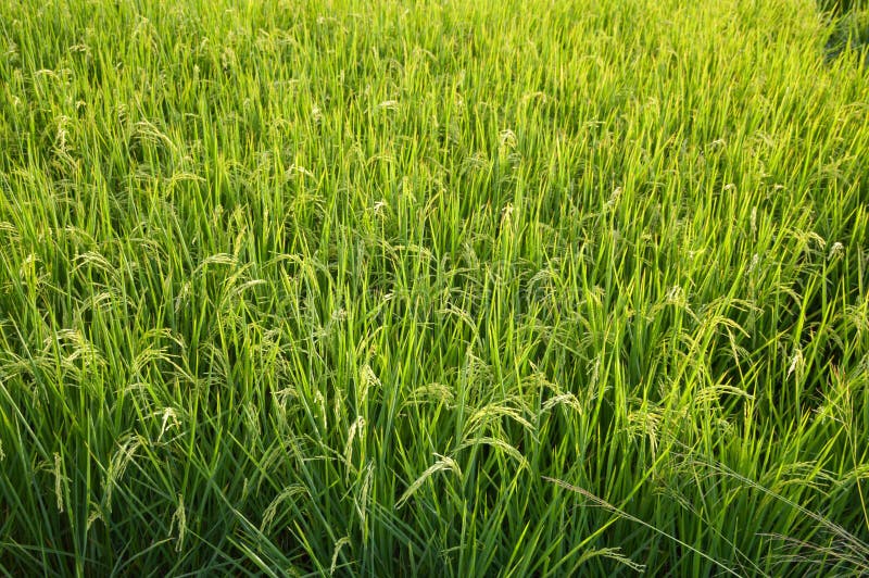 Green rice tree stock image. Image of landscape, beautiful - 78415057