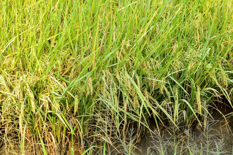 Green Rice Tree in Country Thailand Stock Image - Image of agriculture ...