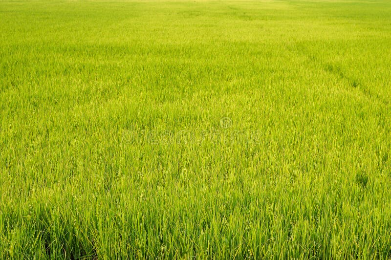 Green Rice Tree in Country Thailand Stock Photo - Image of nature ...
