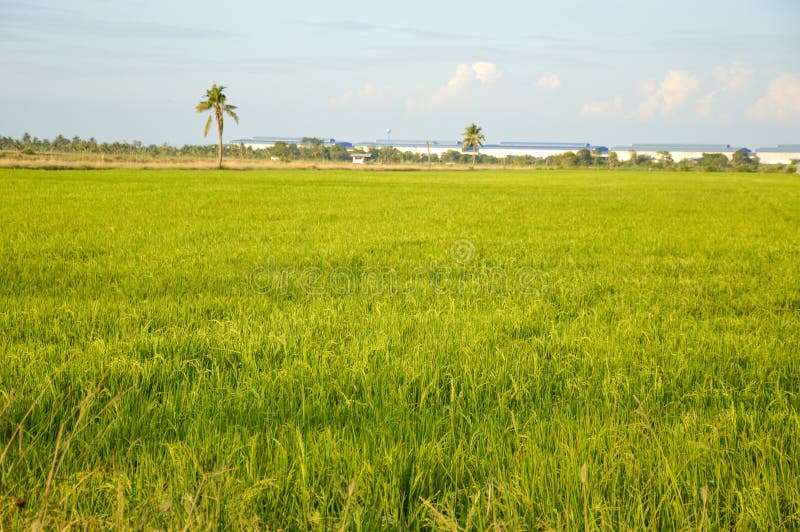 Green Rice Tree in Country Thailand Stock Photo - Image of land, green ...