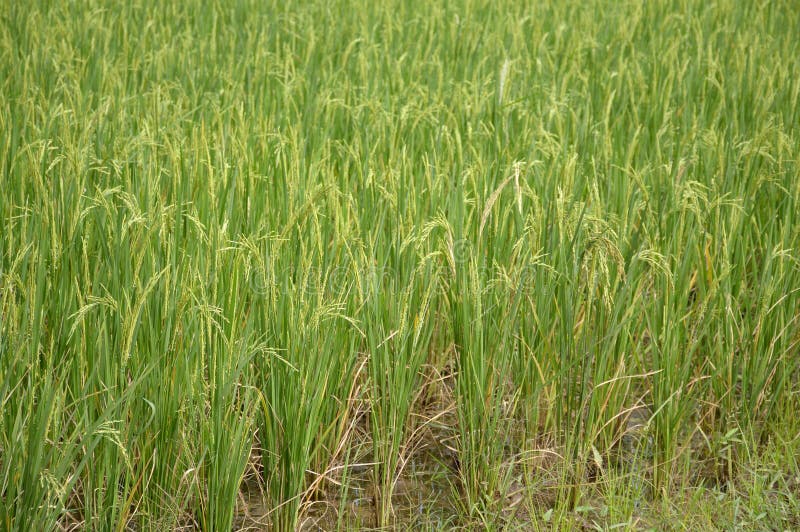 Green Rice Tree in Country Thailand Stock Image - Image of rural ...