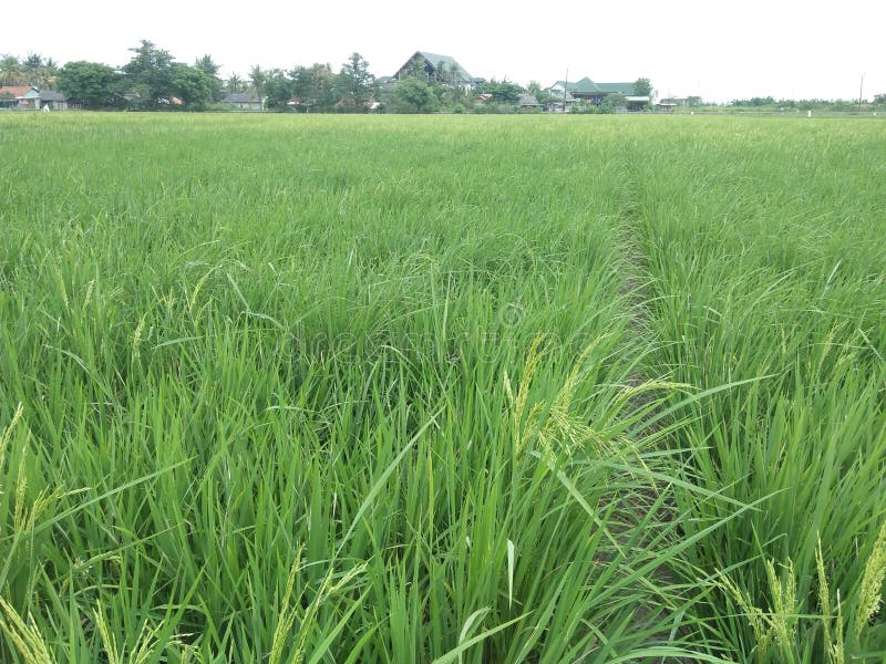 Green rice tree stock image. Image of pasture, growth - 272991397