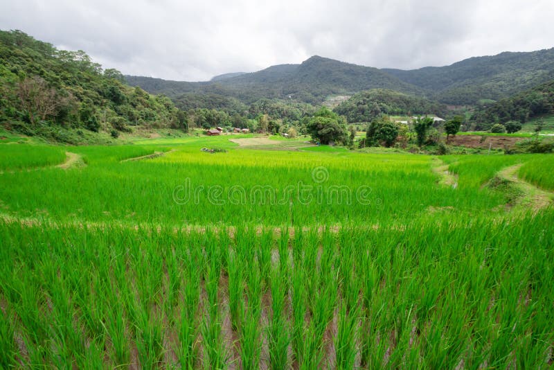 The Green Rice Tree is Growing in Rice Fields Stock Image - Image of ...
