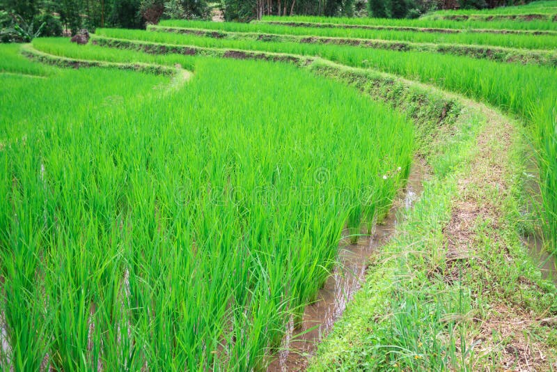 The Green Rice Tree is Growing in Rice Fields Stock Photo - Image of ...