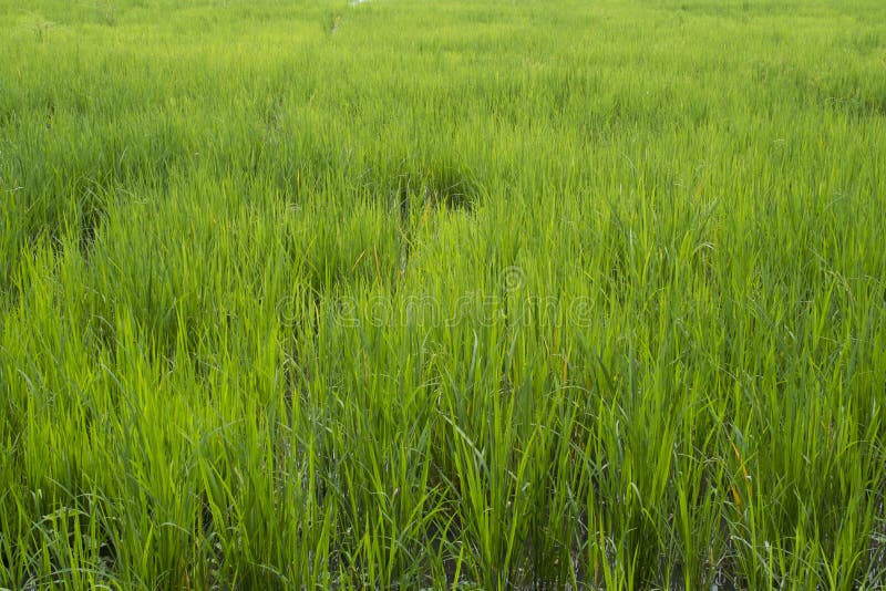 Green Rice stock image. Image of organic, beauty, farming - 32461305