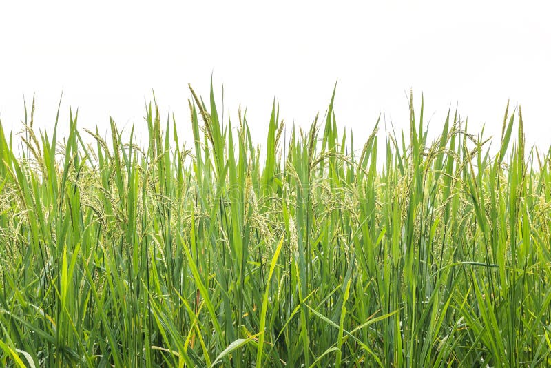 710+ Rice tree Free Stock Photos - StockFreeImages