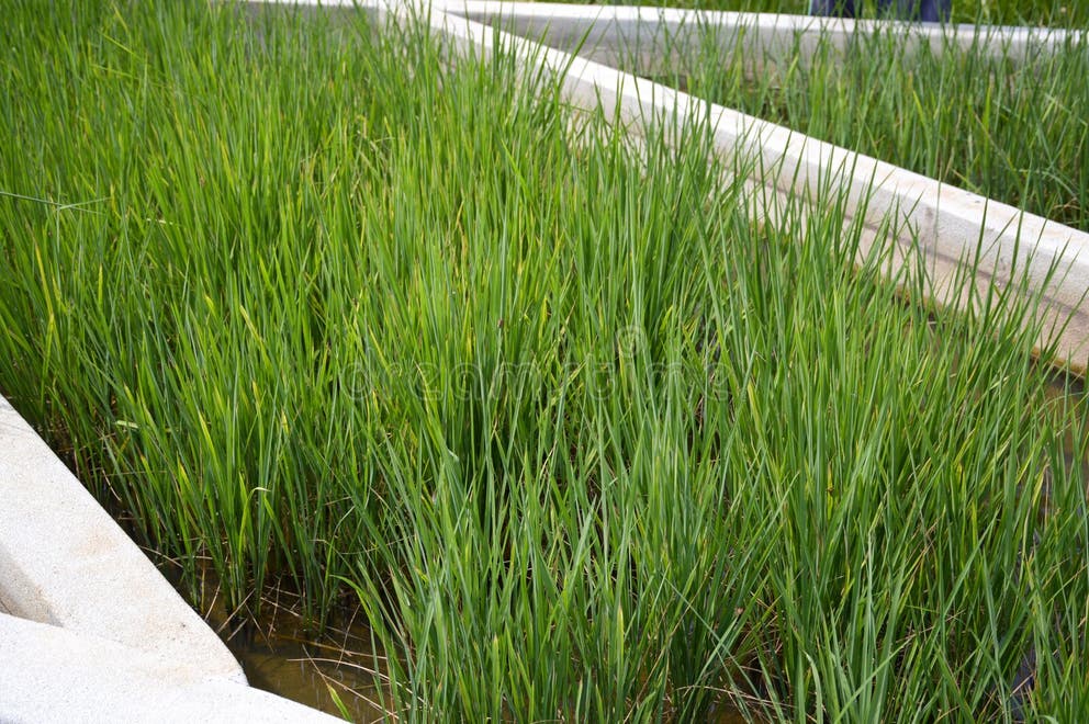 Green rice tree stock image. Image of thailand, fresh - 72776425