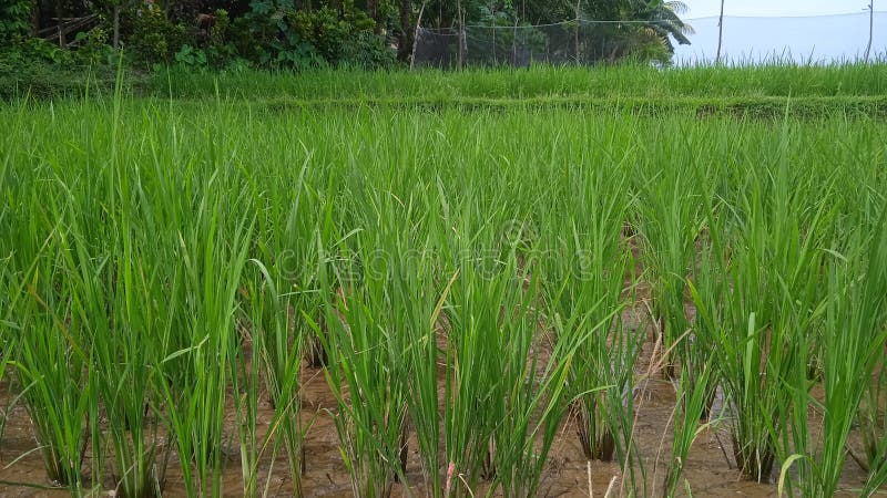 Green Rice Trees in Rice Fields, Greenery, Natural Plants Stock Image ...