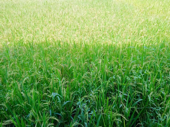 Green Rice Trees in the Middle of Rice Fields Stock Image - Image of ...