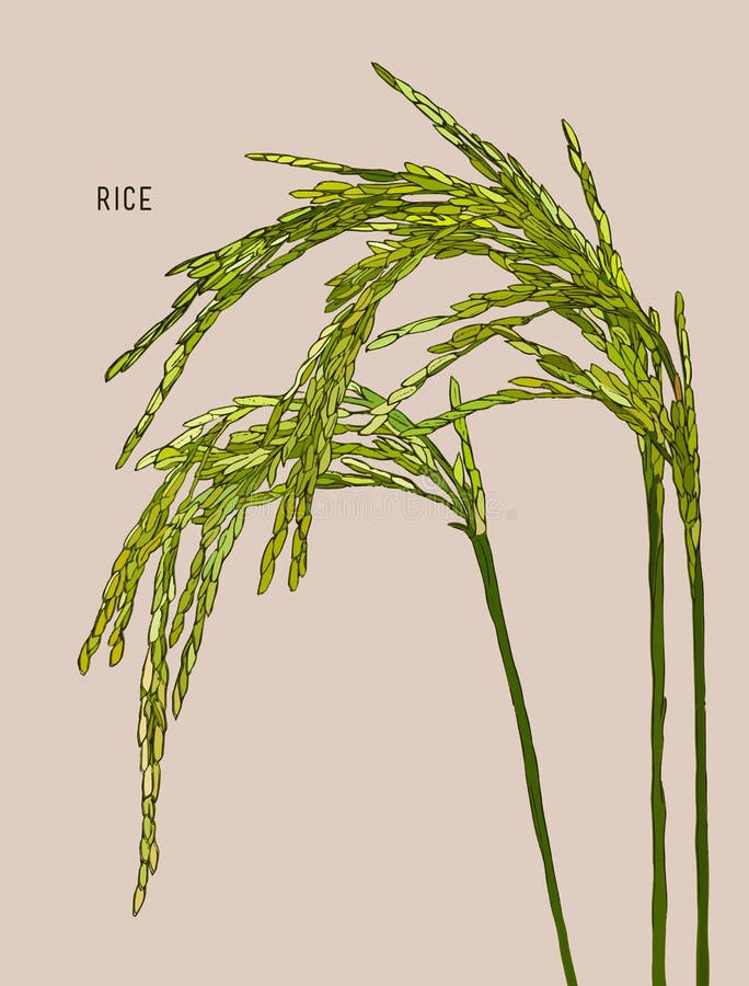 Green rice stock vector. Illustration of field, grain - 91851877