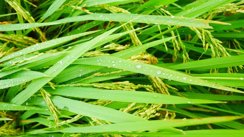 Green rice stock image. Image of blue, landscape, nature - 101836129