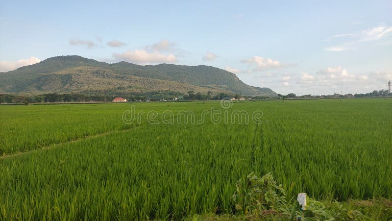 The Green Ricefield stock image. Image of meadow, plain - 261602123