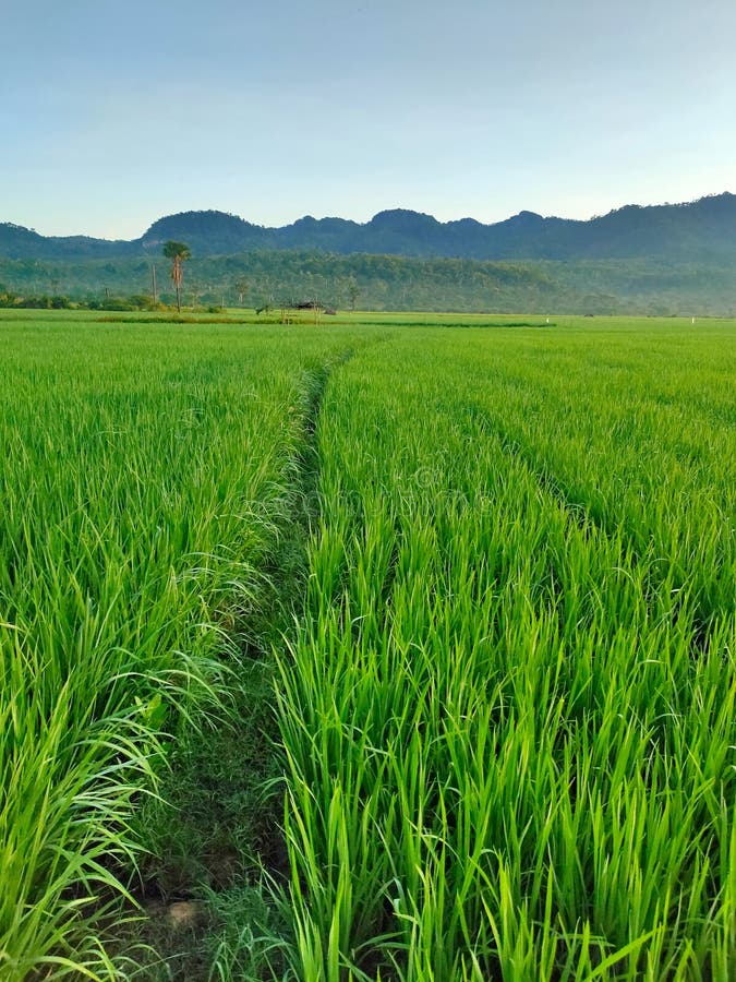 Green Ricefields and a Footpath through the Middle with Beautiful Hills ...