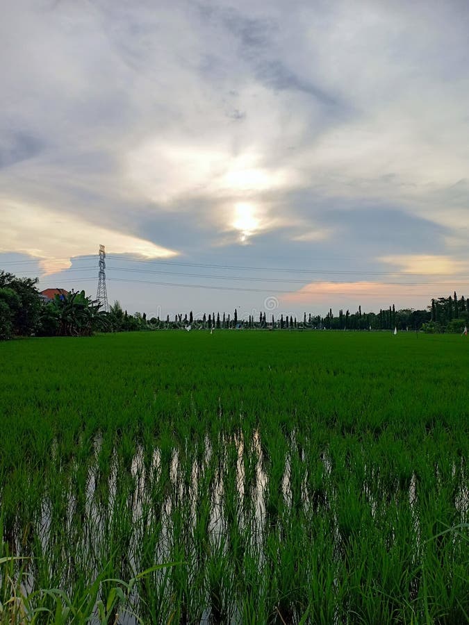 A Green Ricefields of Indonesia Stock Photo - Image of ricefield, green ...