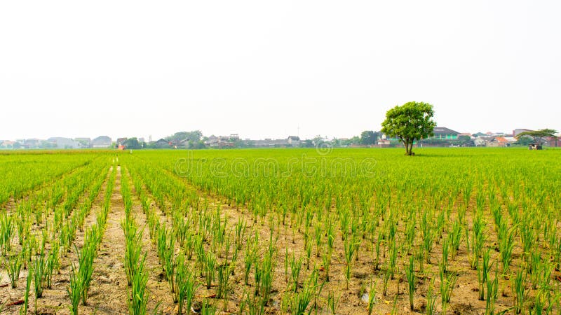 Green ricefields stock photo. Image of ricefields, fields - 130989936