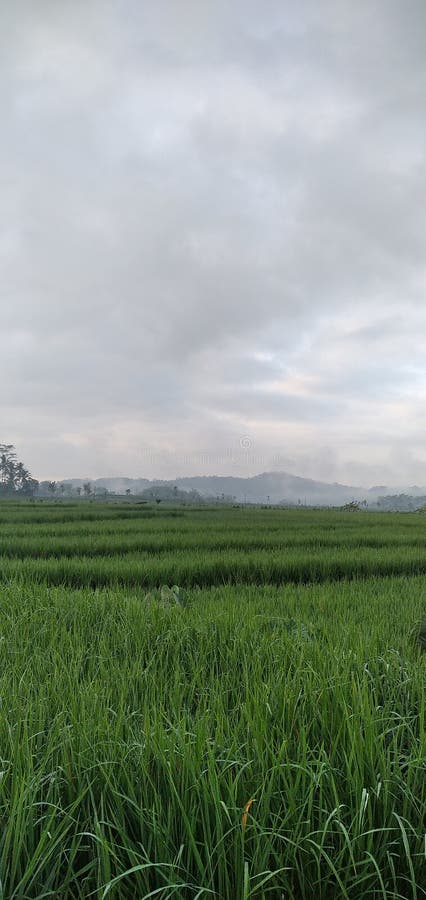 Green rices stock image. Image of village, trees, rices - 275965291