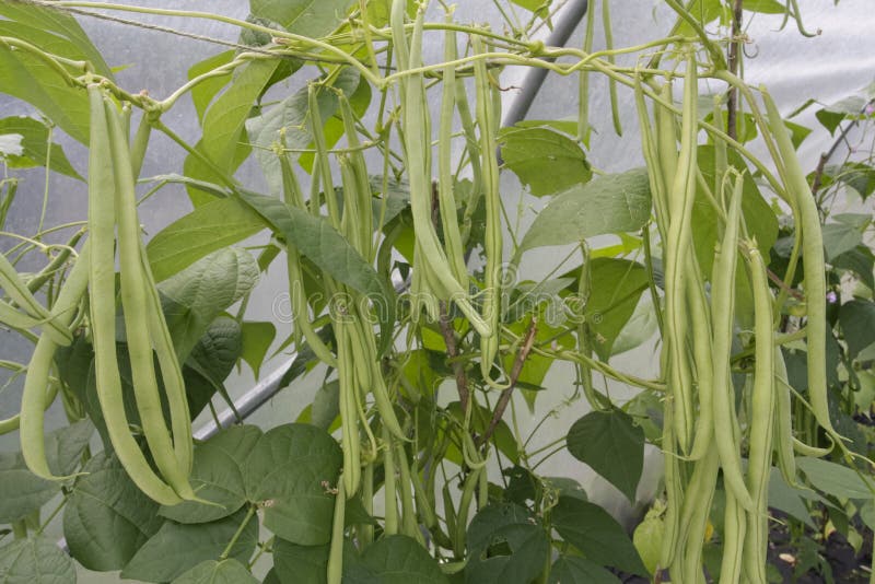 Green ripe beans plants stock image. Image of growth - 40112075