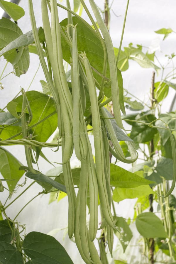 Green ripe beans plants stock image. Image of vegetable - 54372953