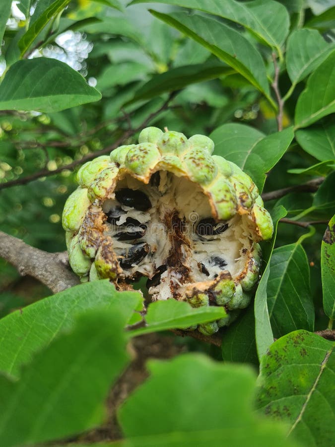 Custard Apple Eaten by Birds and Insect in Its Tree Stock Photo - Image ...