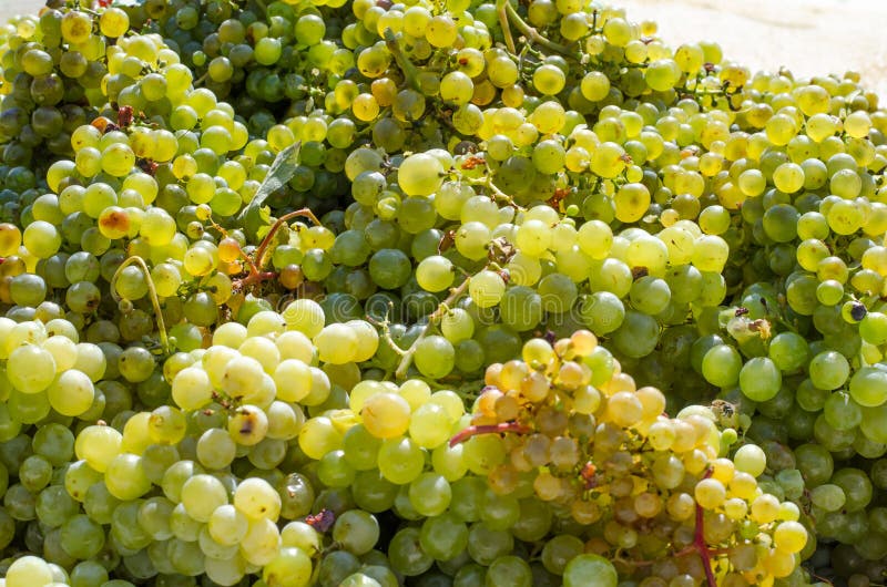 Green ripe grapes stock photo. Image of nutrition, hang - 123921558