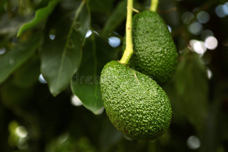 Green Ripe Hass Avocados on Tree Stock Photo - Image of agriculture ...