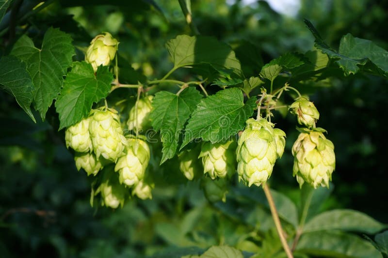 Green Ripe Hop Cones Hang on a Branch Stock Image - Image of bloom ...
