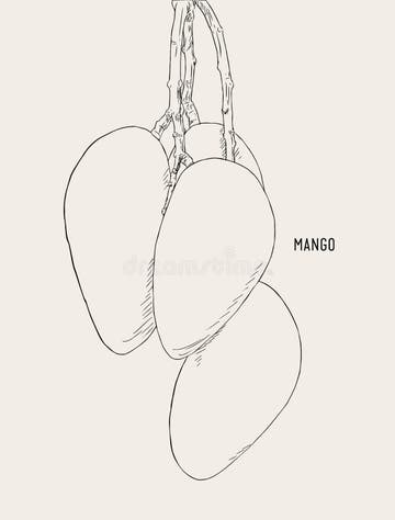 Mango Tree Sketch Stock Illustrations – 350 Mango Tree Sketch Stock ...