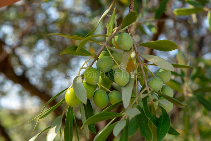 Green Ripe Olives Growing on Olive Tree Stock Image - Image of detail ...