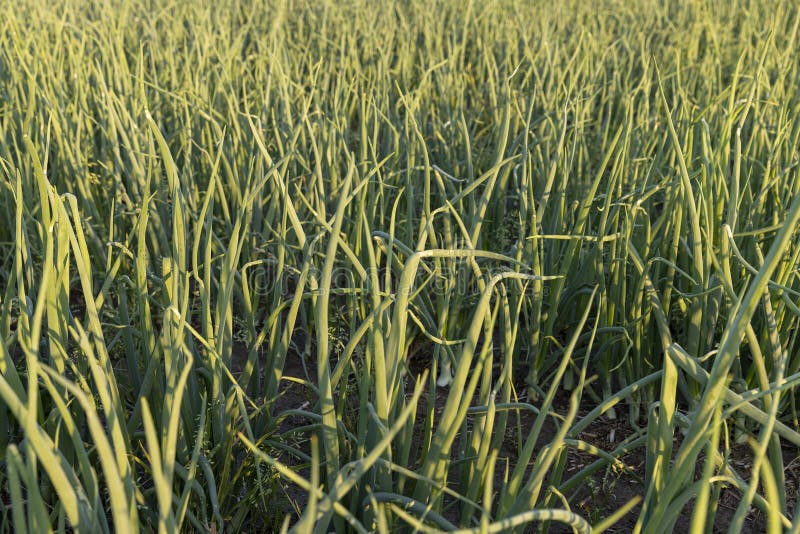 Green Ripe Onions in the Field Stock Image - Image of rural, field ...