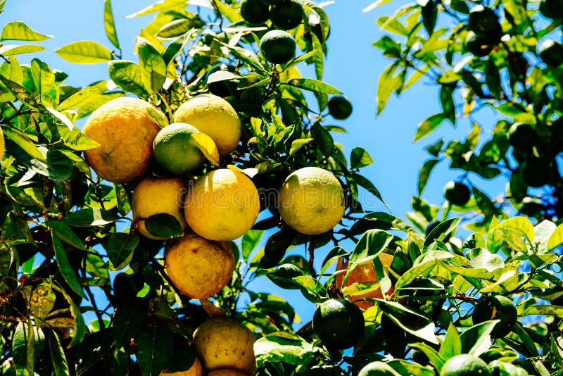 Green and Ripe Oranges in Tree Stock Image - Image of food, nature ...