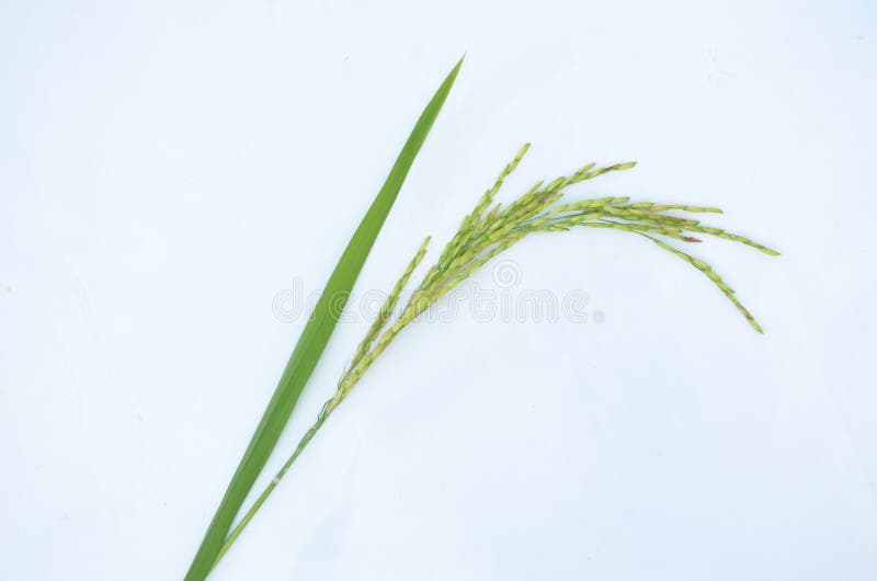 The Green Ripe Paddy Plant Grains Isolated on White Background Stock ...