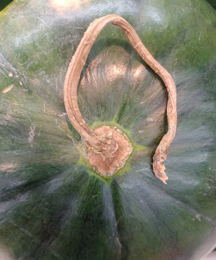 View from the Top of a Green Ripe Watermelon Stock Image - Image of ...