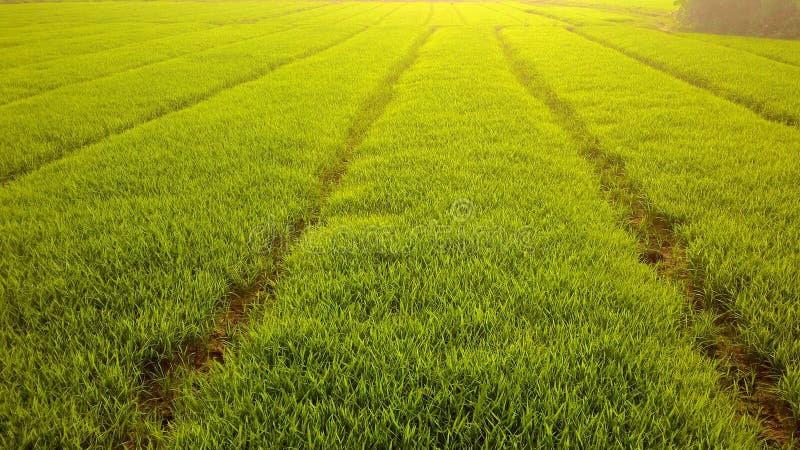 Green rise field stock image. Image of farmland, rice - 65616247