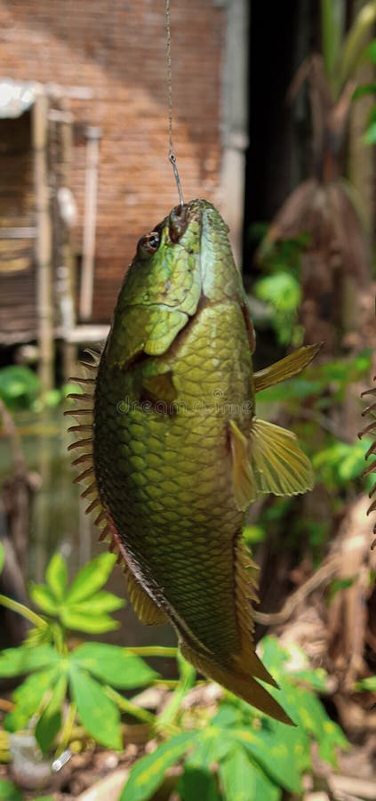 Green river fish big head stock photo. Image of river - 226153256
