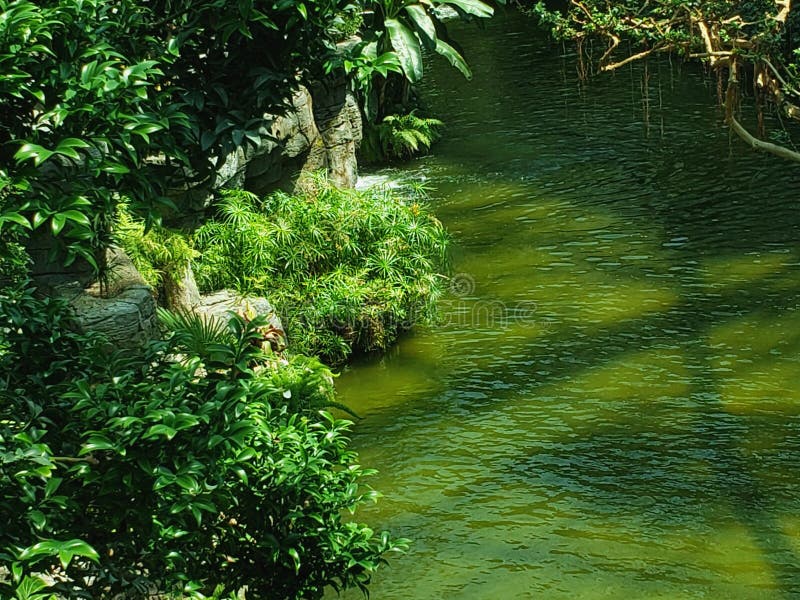 River Under Jungle Trees stock photo. Image of river - 228606514