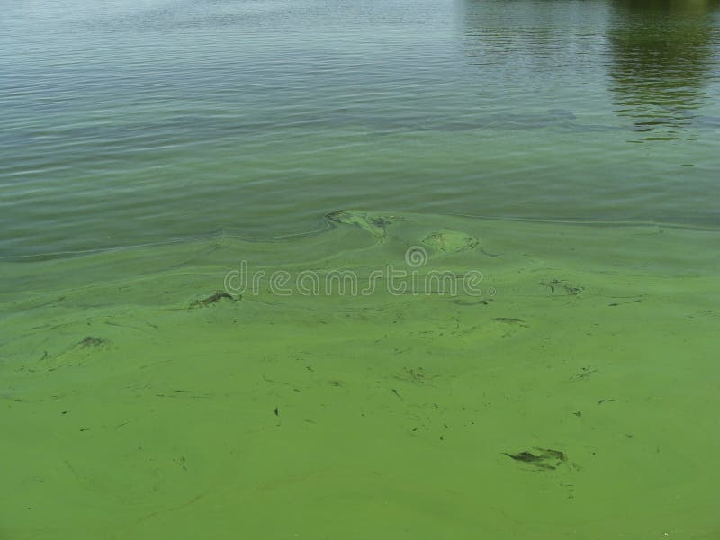 Green river water stock photo. Image of background, blue - 137672604