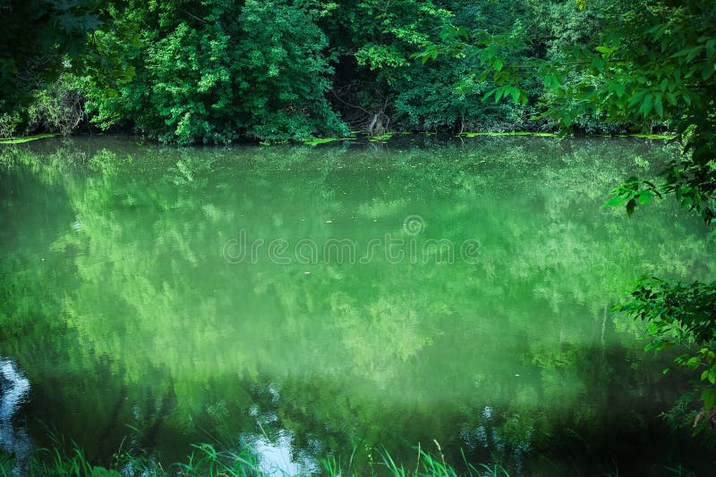 Green river stock photo. Image of trees, nature, forest - 59133706