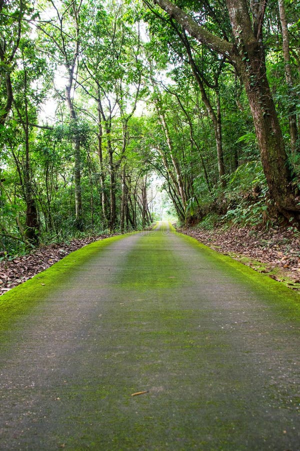 Green Road and Green Tree in the Forest Stock Photo - Image of lane ...