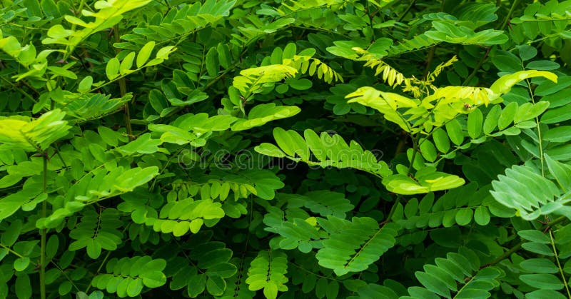 Green Robinia Pseudoacacia, False Acacia or Black Locust Plant with ...