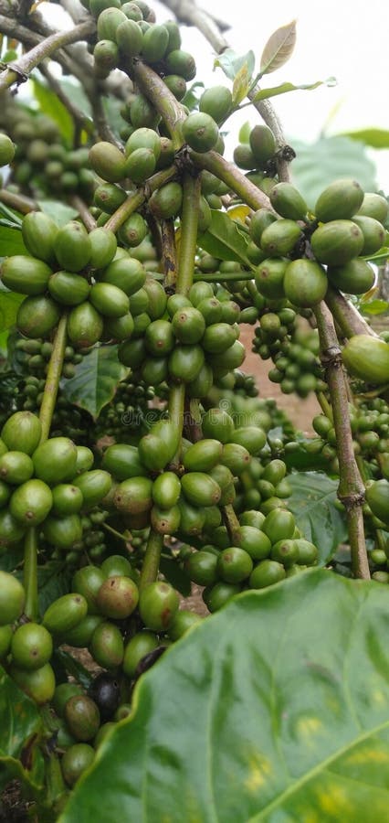 Green Robusta Coffee Berries in the Garden? Stock Image - Image of ...