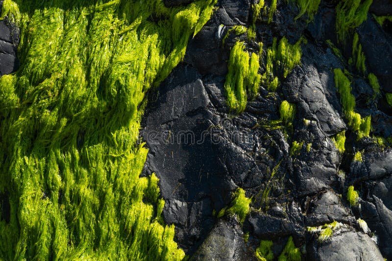Green Rock with Moss, Ocean Stone. Texture for Design Stock Photo ...