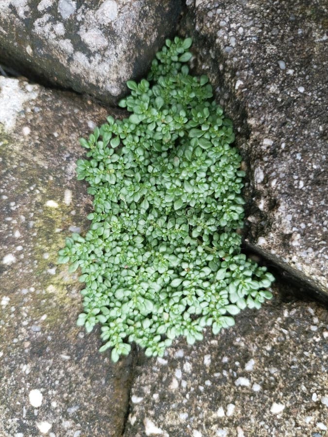 Green Rock-weed Artillery Plant Stock Image - Image of weed, garden ...