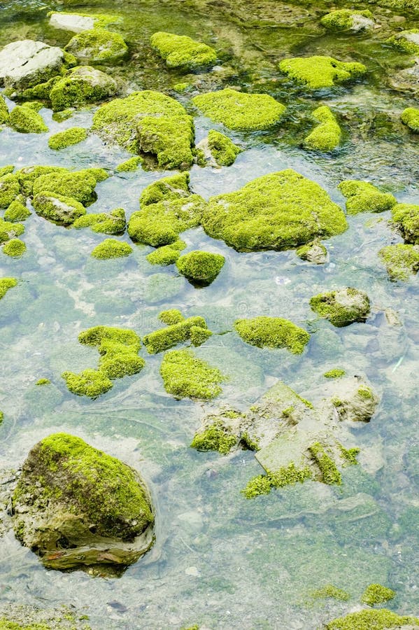 Green Rocks stock photo. Image of river, rock, green, mold - 2176020