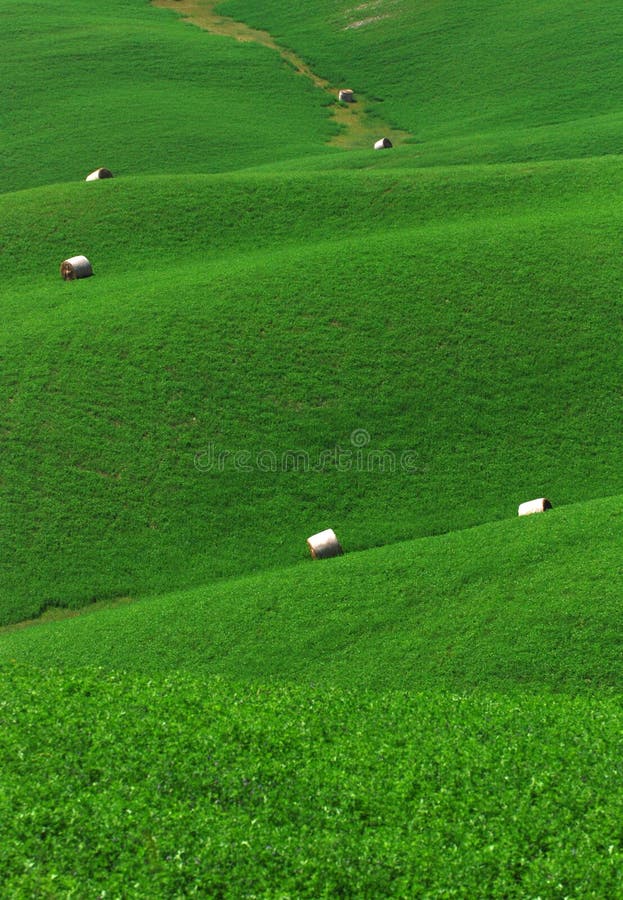 Summer fields stock image. Image of poppy, rural, summer - 5308073
