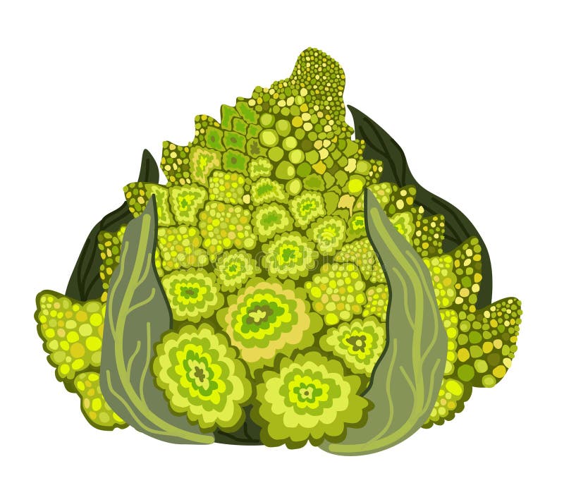 Green Romanesco Cauliflower with Leaves. Vector Isolated Illustration ...