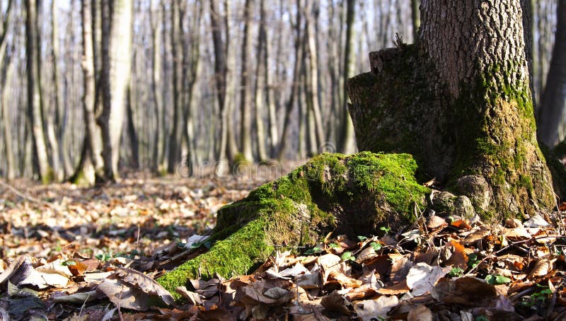 Green Roots Picture. Image: 12128791