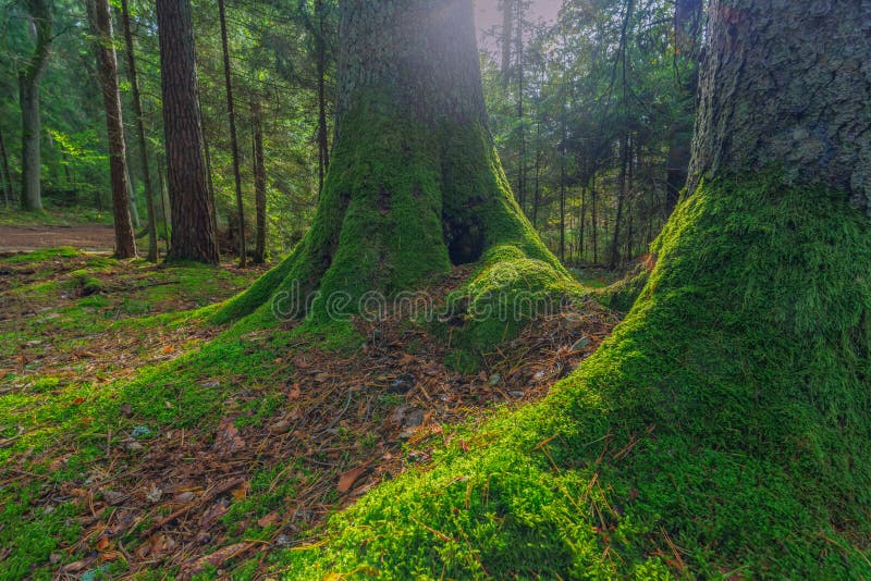 The Green Roots of a Tree in the Forest Stock Image - Image of summer ...